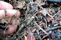 Be Smart About Tree Attachments - Adventure Park Insider