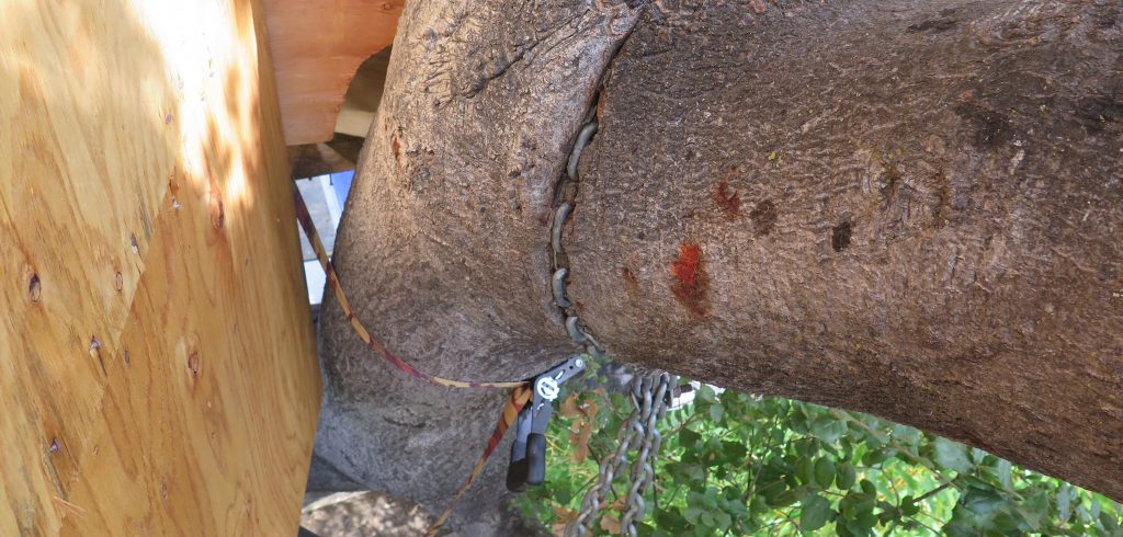 Be Smart About Tree Attachments - Adventure Park Insider