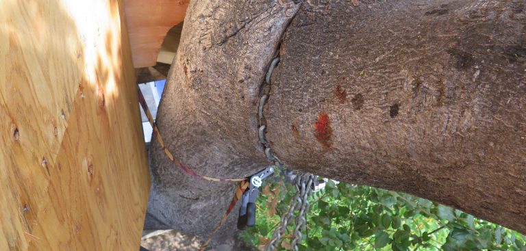 Be Smart About Tree Attachments - Adventure Park Insider