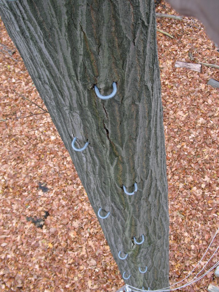 Managing Trees: 10 Key Ideas - Adventure Park Insider