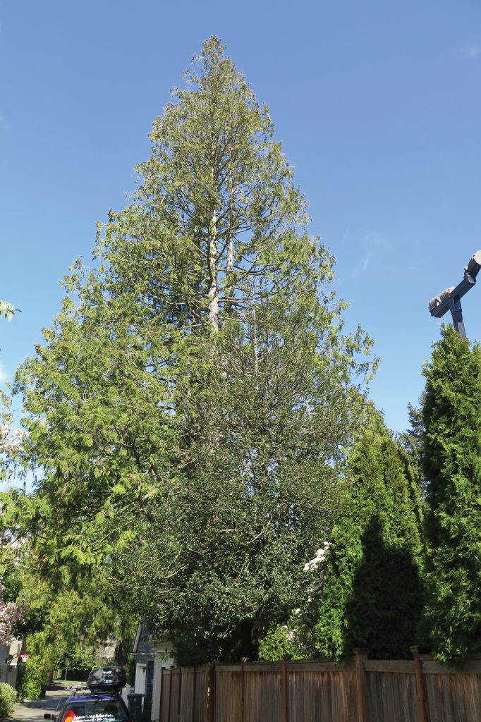 Managing Trees: 10 Key Ideas - Adventure Park Insider