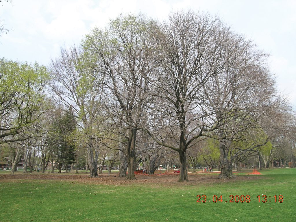 Managing Trees: 10 Key Ideas - Adventure Park Insider