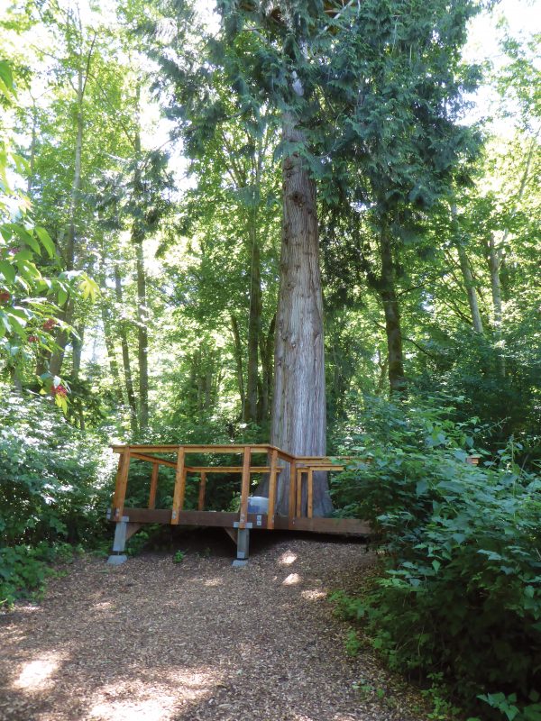 Managing Trees: 10 Key Ideas - Adventure Park Insider