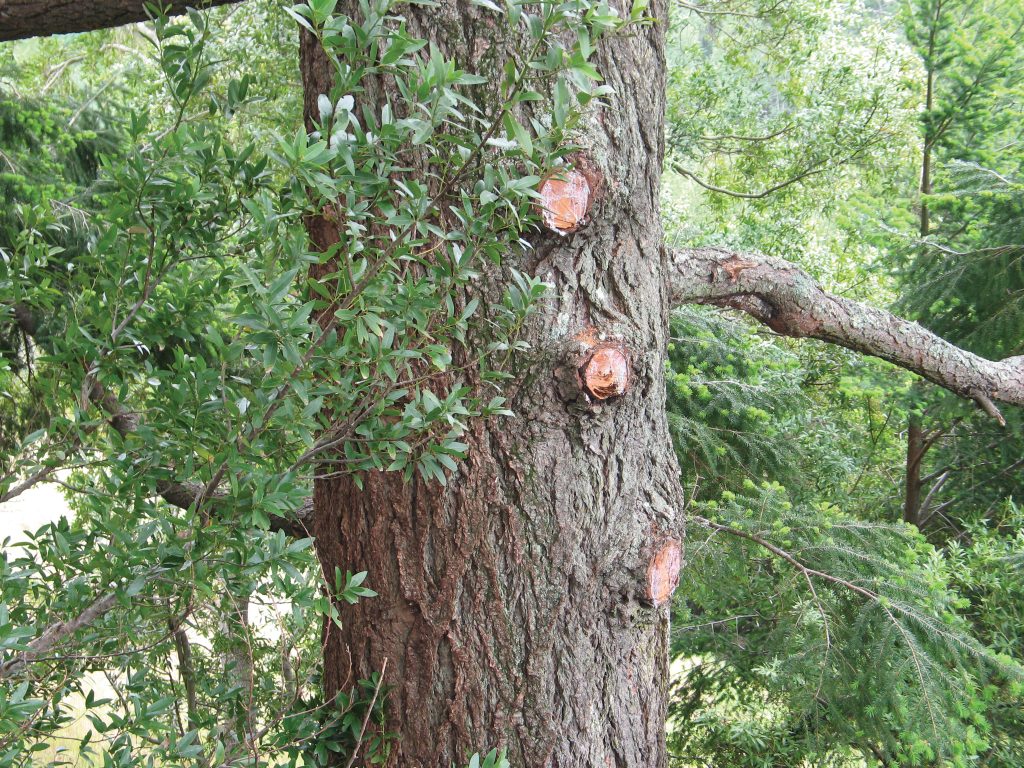 Managing Trees: 10 Key Ideas - Adventure Park Insider