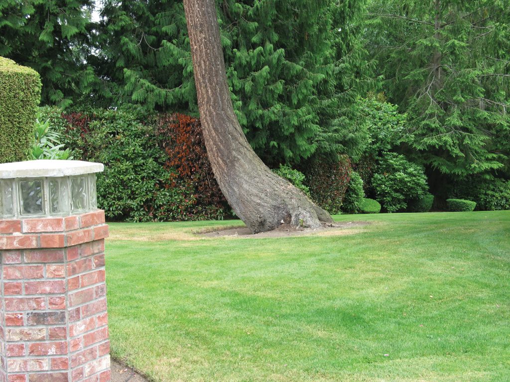 Managing Trees: 10 Key Ideas - Adventure Park Insider