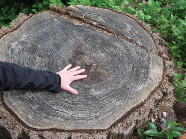 Managing Trees: 10 Key Ideas - Adventure Park Insider