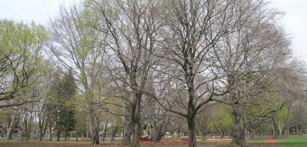 Managing Trees: 10 Key Ideas - Adventure Park Insider