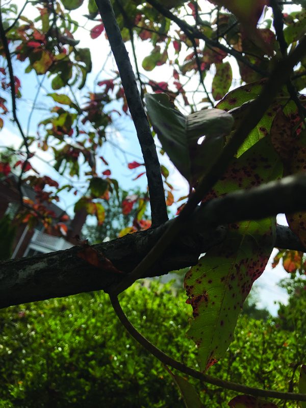 One Eye on the Trees - Adventure Park Insider