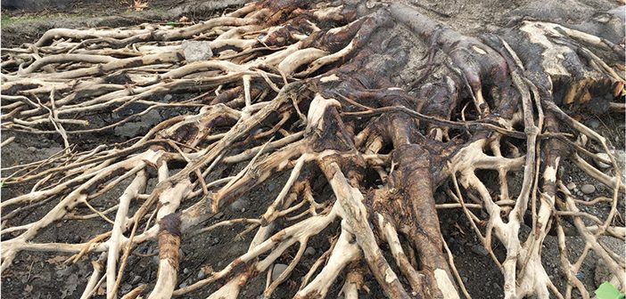 Protect Your Trees During Construction - Adventure Park Insider