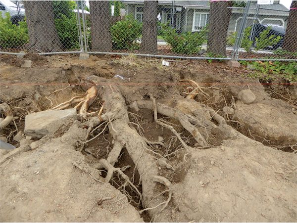 Protect Your Trees During Construction - Adventure Park Insider