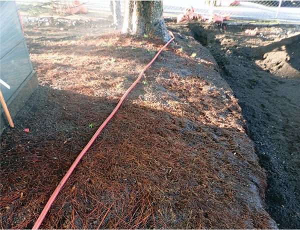 Protect Your Trees During Construction - Adventure Park Insider