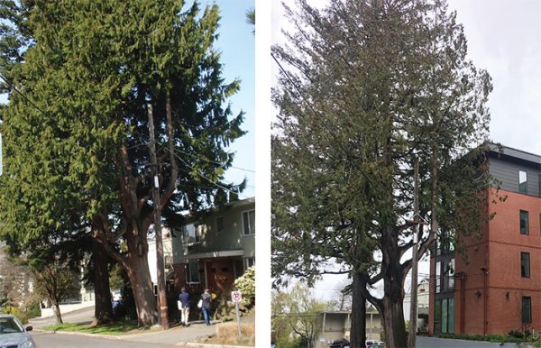 Protect Your Trees During Construction - Adventure Park Insider