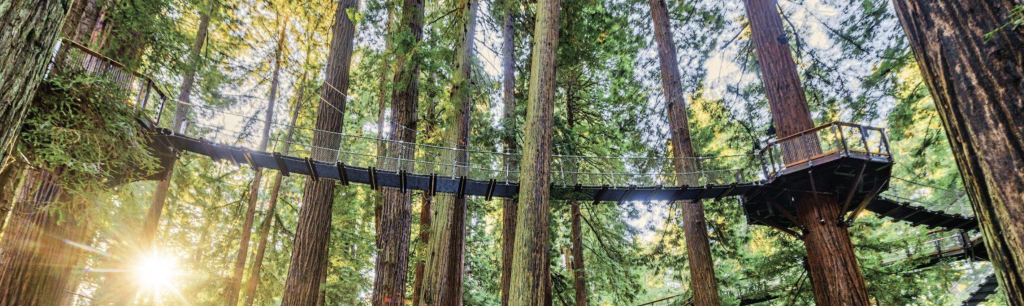 Redwood Sky Walk Tops USA Today’s “Best Aerial Adventure Parks ...