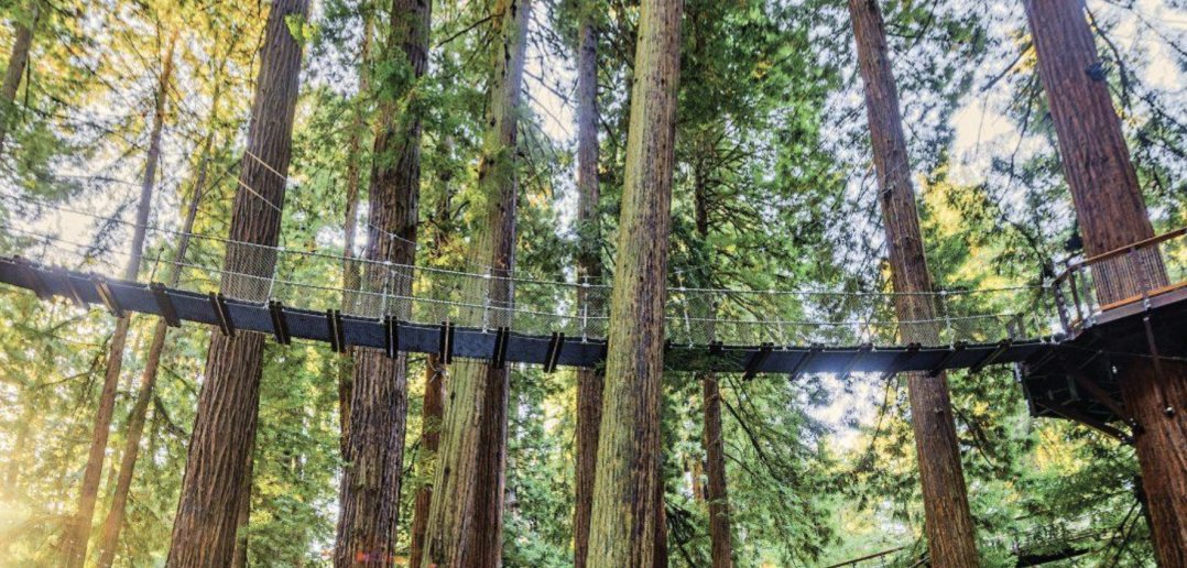 Redwood Sky Walk Tops USA Today’s “Best Aerial Adventure Parks ...