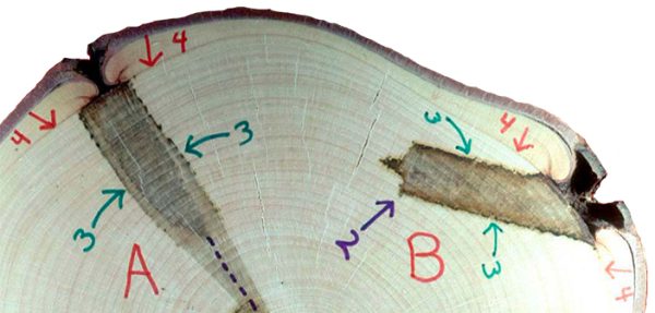 Using Metal in Trees - Adventure Park Insider