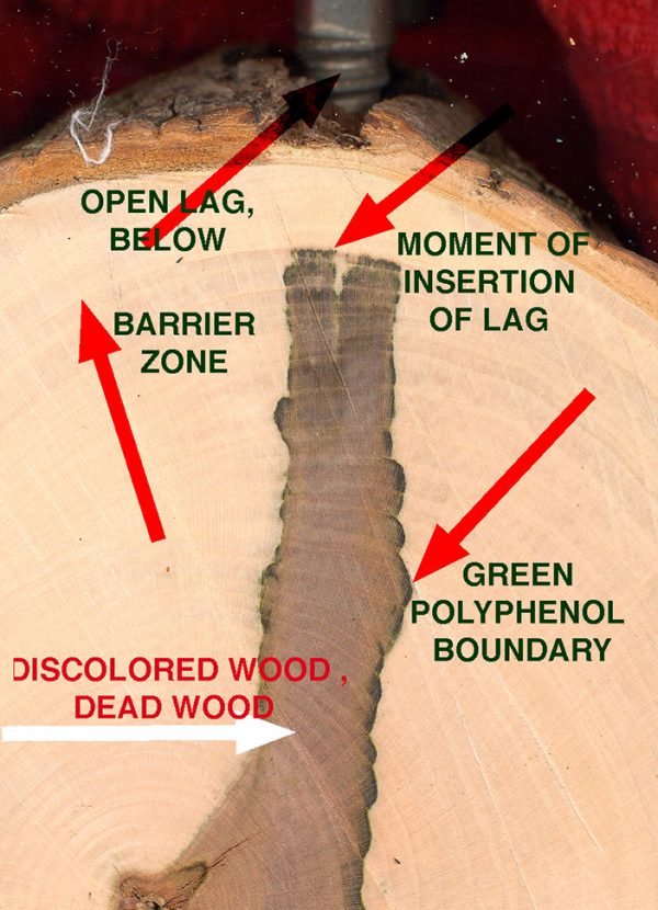 Using Metal in Trees - Adventure Park Insider