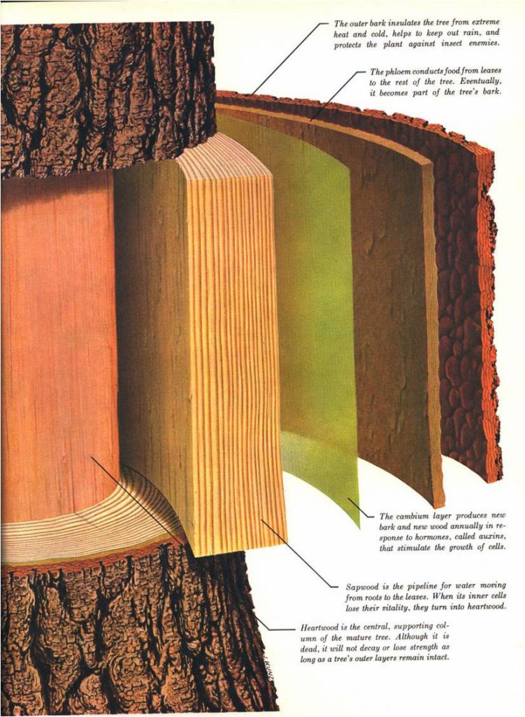 Using Metal in Trees - Adventure Park Insider