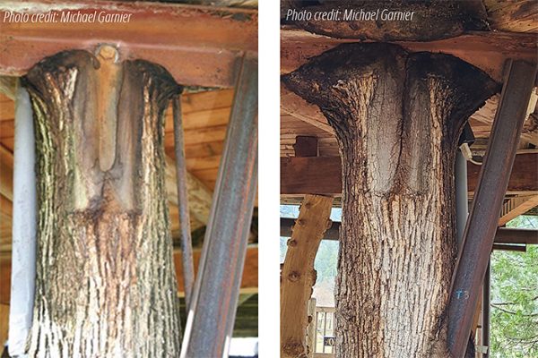 Using Metal in Trees - Adventure Park Insider